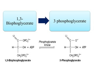 (Group7)glycolysis pay-off-phase | PPTX