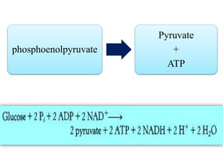(Group7)glycolysis pay-off-phase | PPTX