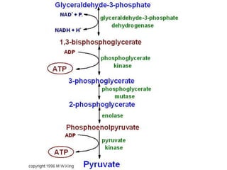 (Group7)glycolysis pay-off-phase | PPTX