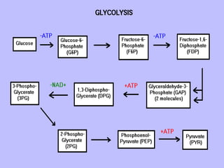 (Group7)glycolysis pay-off-phase | PPTX