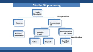 A Presentation on of Mentha Oil | PPTX