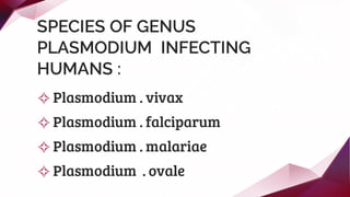 Plasmodium | PPT