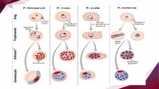Plasmodium | PPT