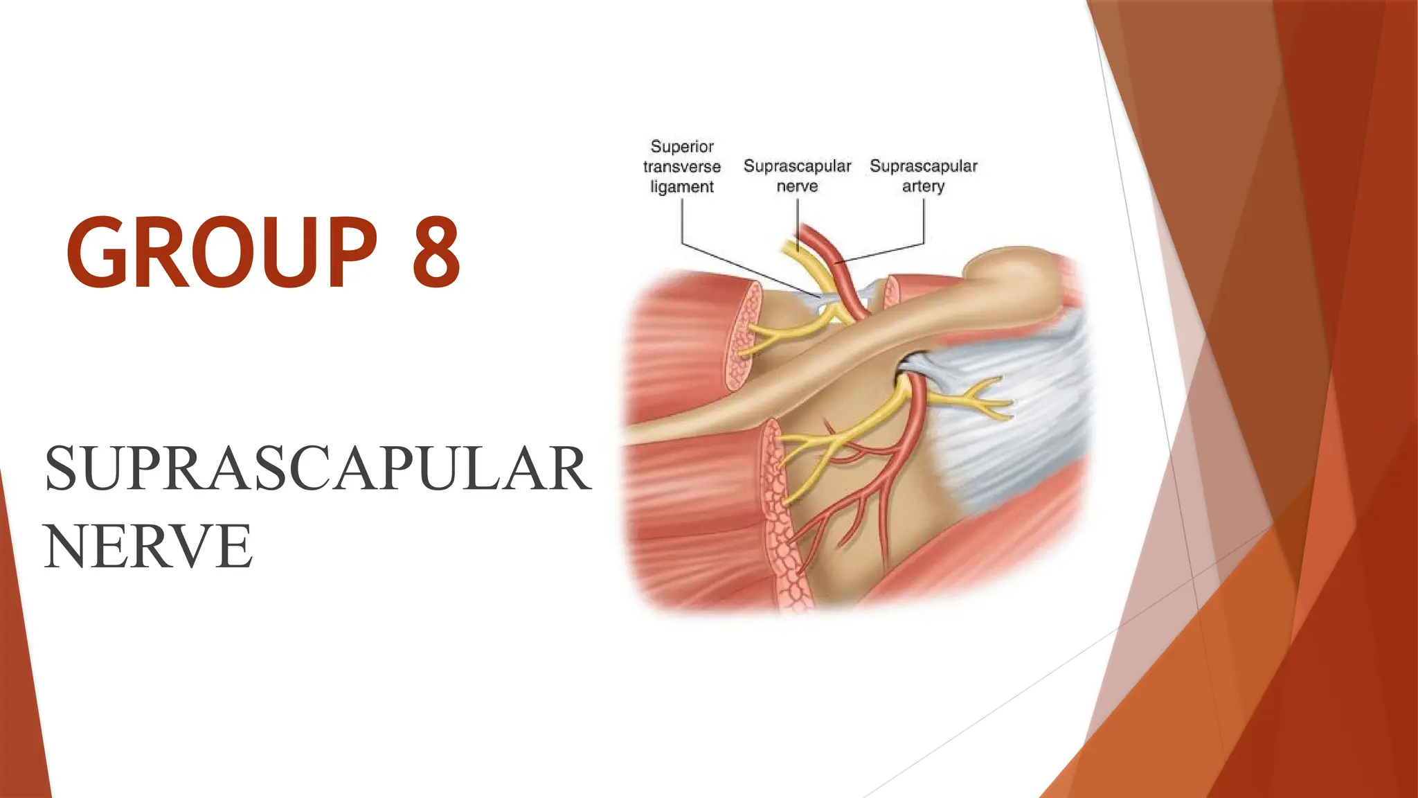 Suprascapular nerves ,one nerve of the brachial plexus | PPT