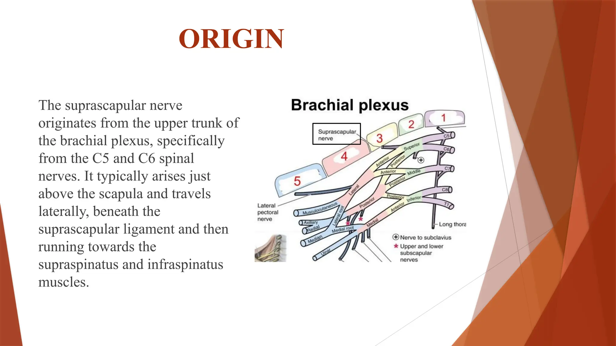 Suprascapular nerves ,one nerve of the brachial plexus | PPT | Free ...