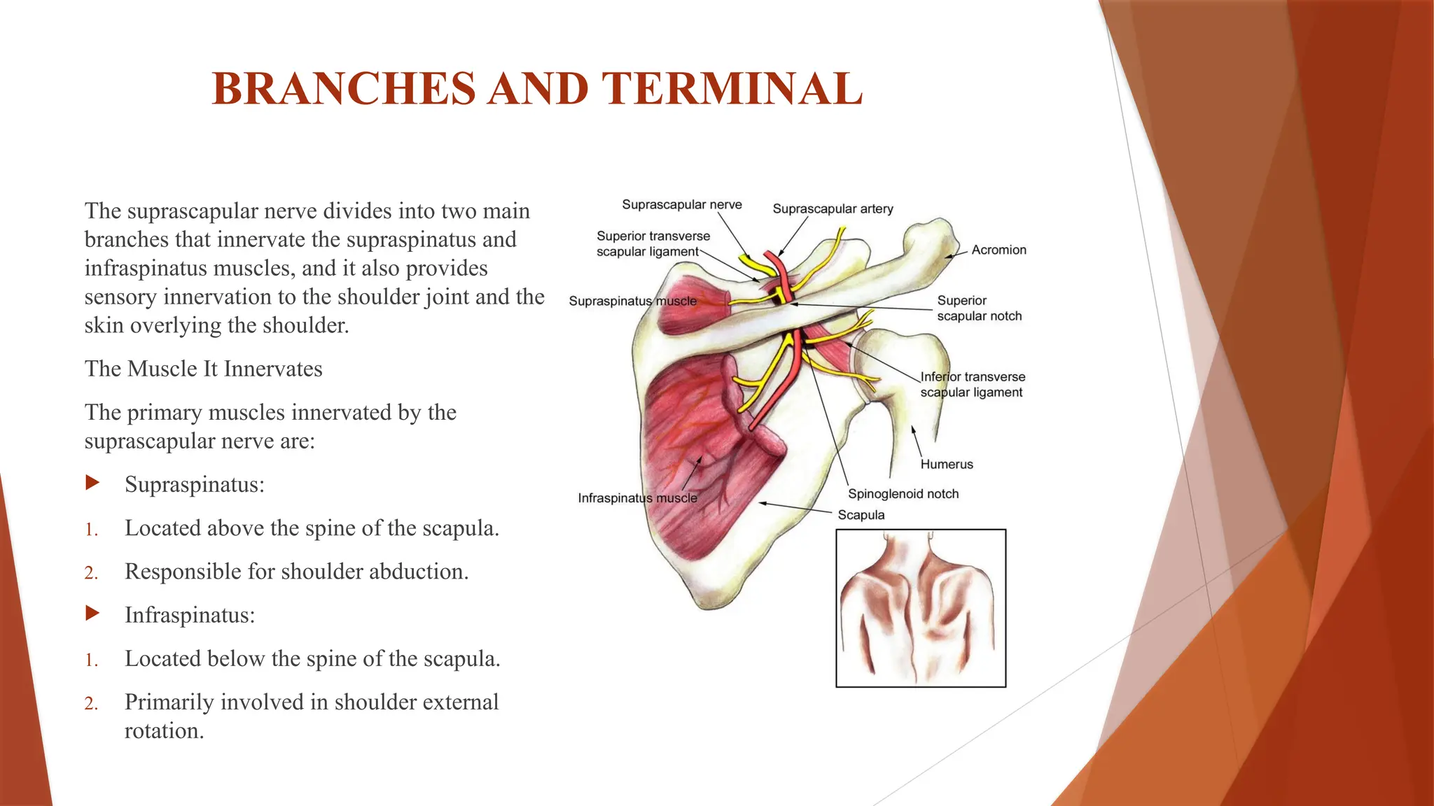 Suprascapular nerves ,one nerve of the brachial plexus | PPT | Free ...
