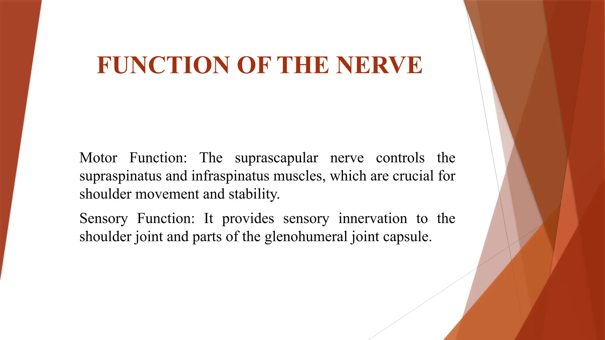 Suprascapular nerves ,one nerve of the brachial plexus | PPTX