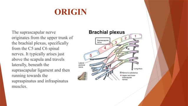 Suprascapular nerves ,one nerve of the brachial plexus | PPT