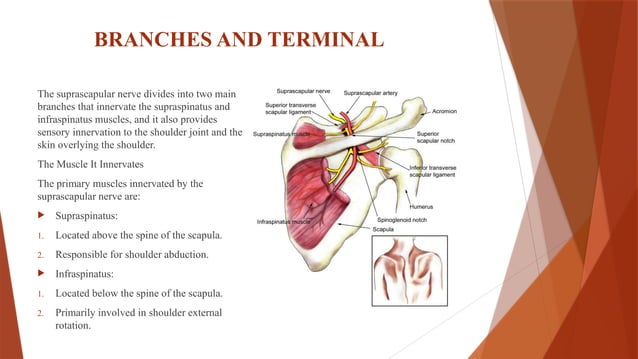 Suprascapular nerves ,one nerve of the brachial plexus | PPT | Free ...