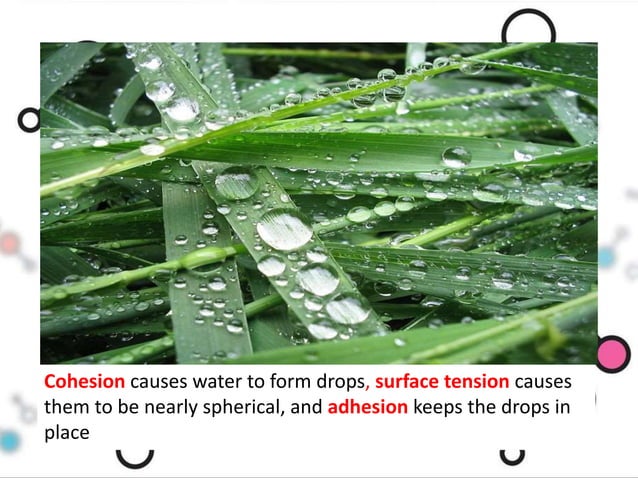 Adhesives | PPTX | Chemistry | Science