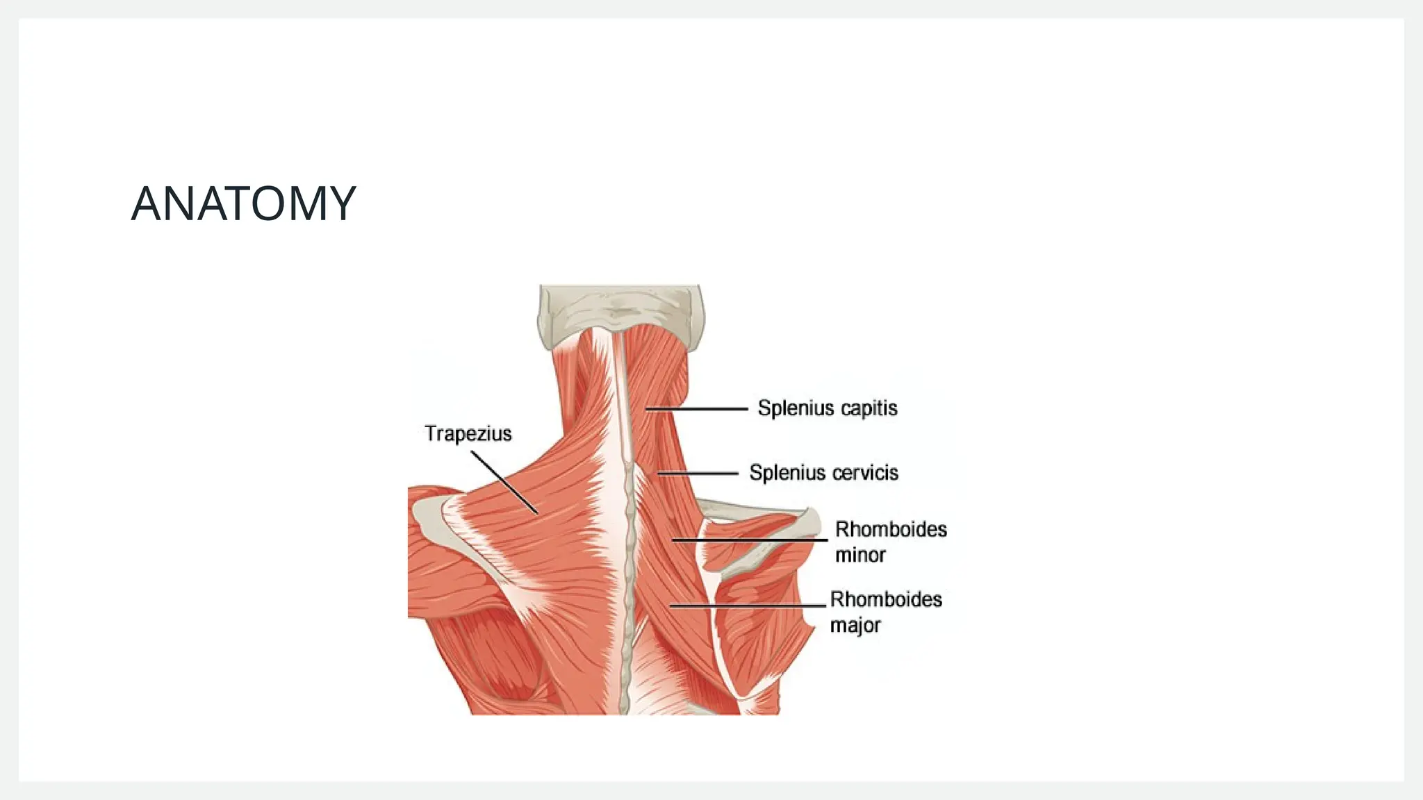 MUSCULOSKELETAL PHYSIOTHERAPY- PRESENTATION ON TENSION NECK SYNDROME | PPTX