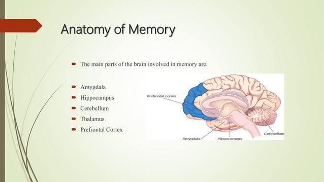 Memory ,factors affecting the Memory ,and the types of memories | PPTX