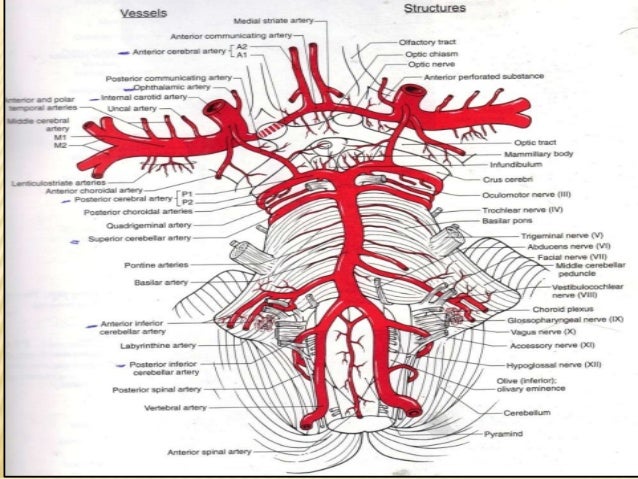 MEDIAL INFERIOR PONTINE SYNDROME