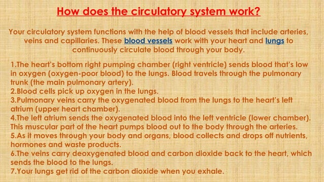 Circulation(The Internal Transport System) Group 8 pres.pptx
