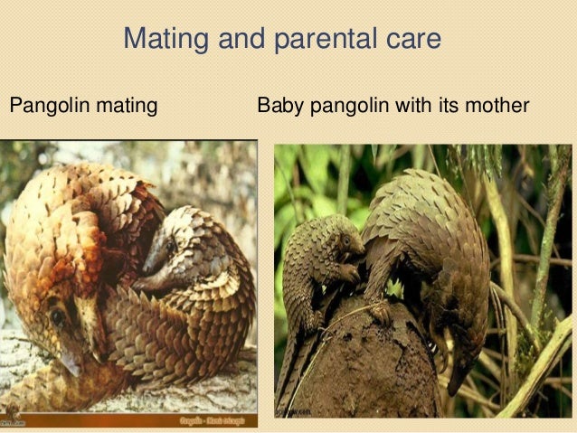 Breeding Biology and Parental Care of Mammals