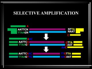 Group 9 Amplification fragment length polymorphisn-1.pptx | Free Download