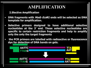 Group 9 Amplification fragment length polymorphisn-1.pptx