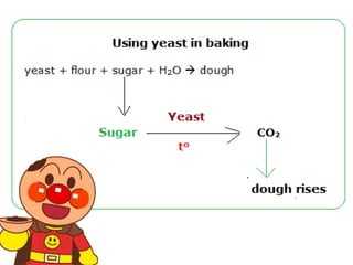 (Group9)fungus fermentation | PPTX