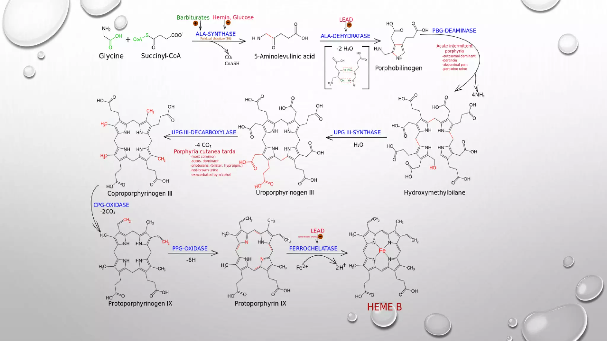 Heme biosynthesis and it’s general overview | PPTX