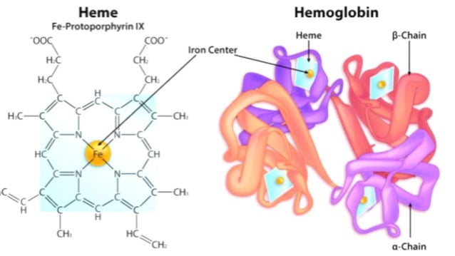 Heme biosynthesis and it’s general overview | PPT