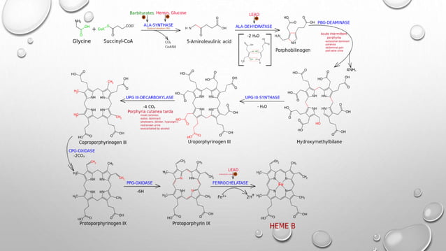 Heme biosynthesis and it’s general overview | PPT