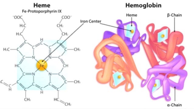 Heme biosynthesis and it’s general overview