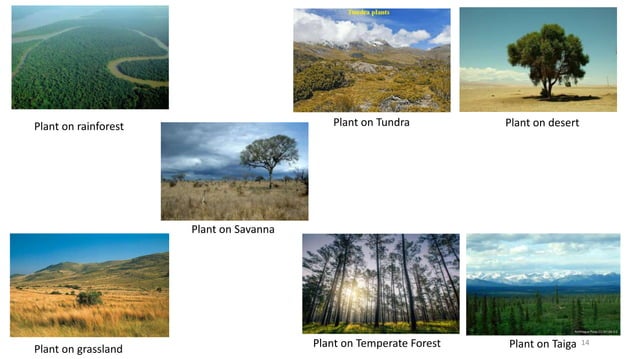 Environmental factors that affecting plant growth] | PPTX | Science