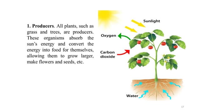 Environmental factors that affecting plant growth] | PPTX | Science