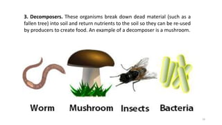 Environmental factors that affecting plant growth] | PPTX