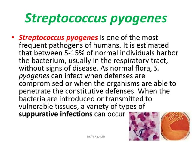 Group A Streptococcus.pptx | Infectious Diseases | Diseases and Conditions