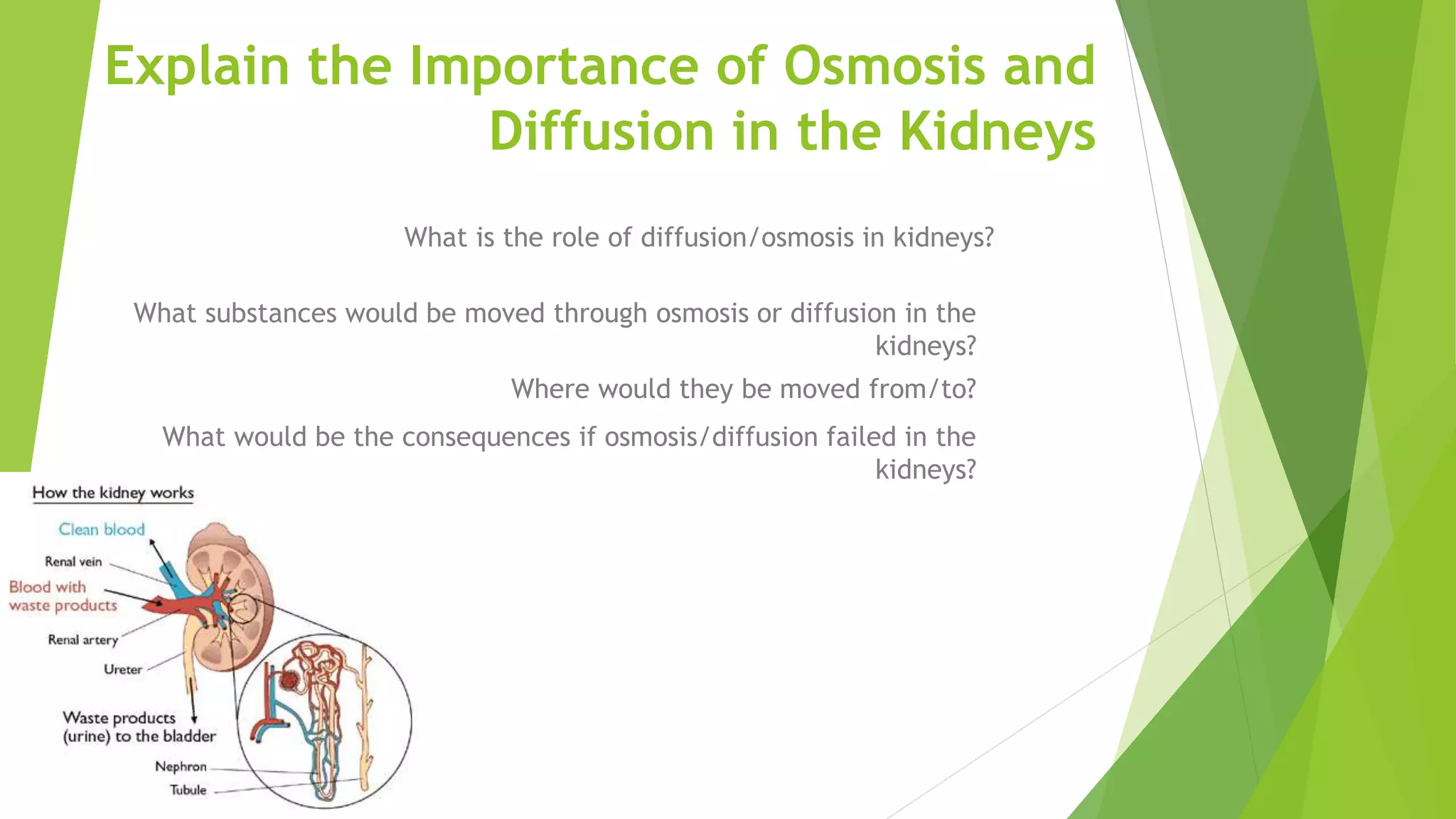Kidneys | PPTX