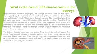 Kidneys | PPT