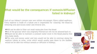 Kidneys | PPT