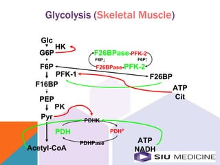 Glycolysis .pptx