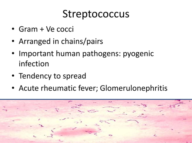 Group b& d streptococci | PPTX