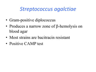 Group b& d streptococci | PPTX