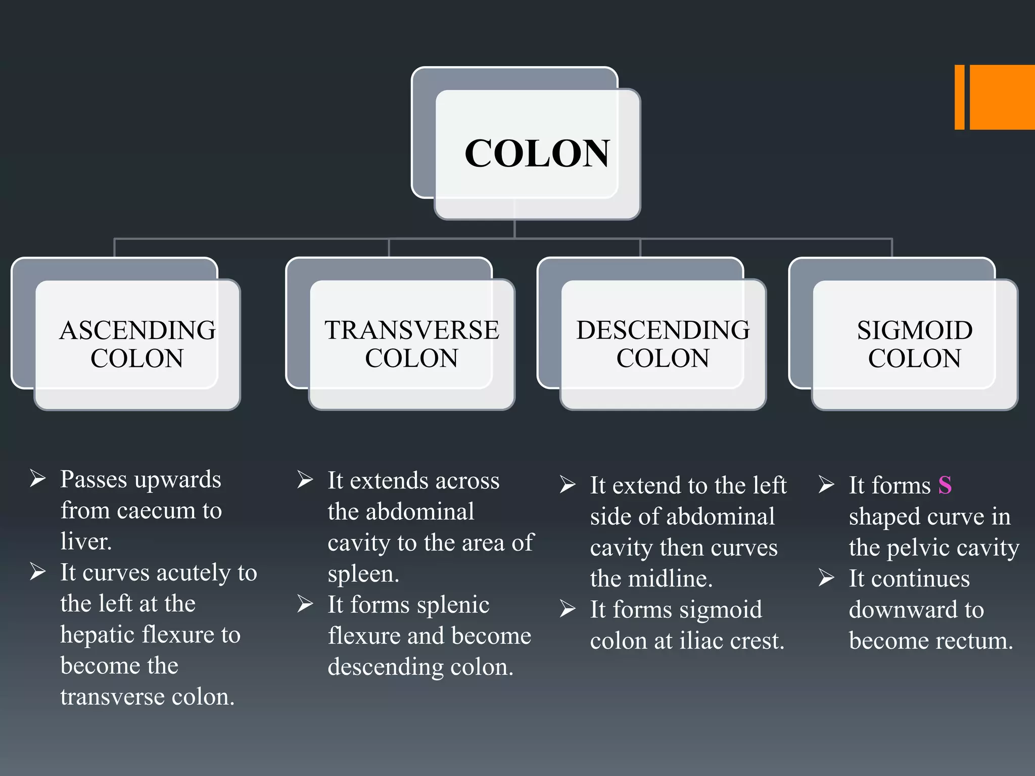 small and large intestine | PDF
