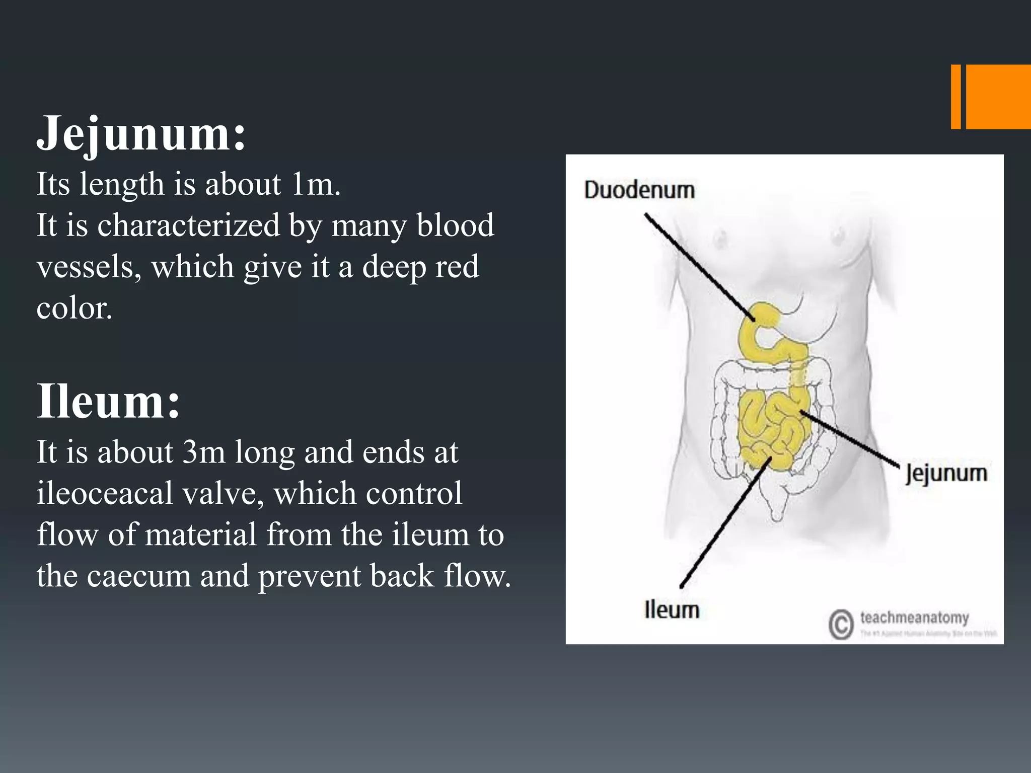 small and large intestine | PDF