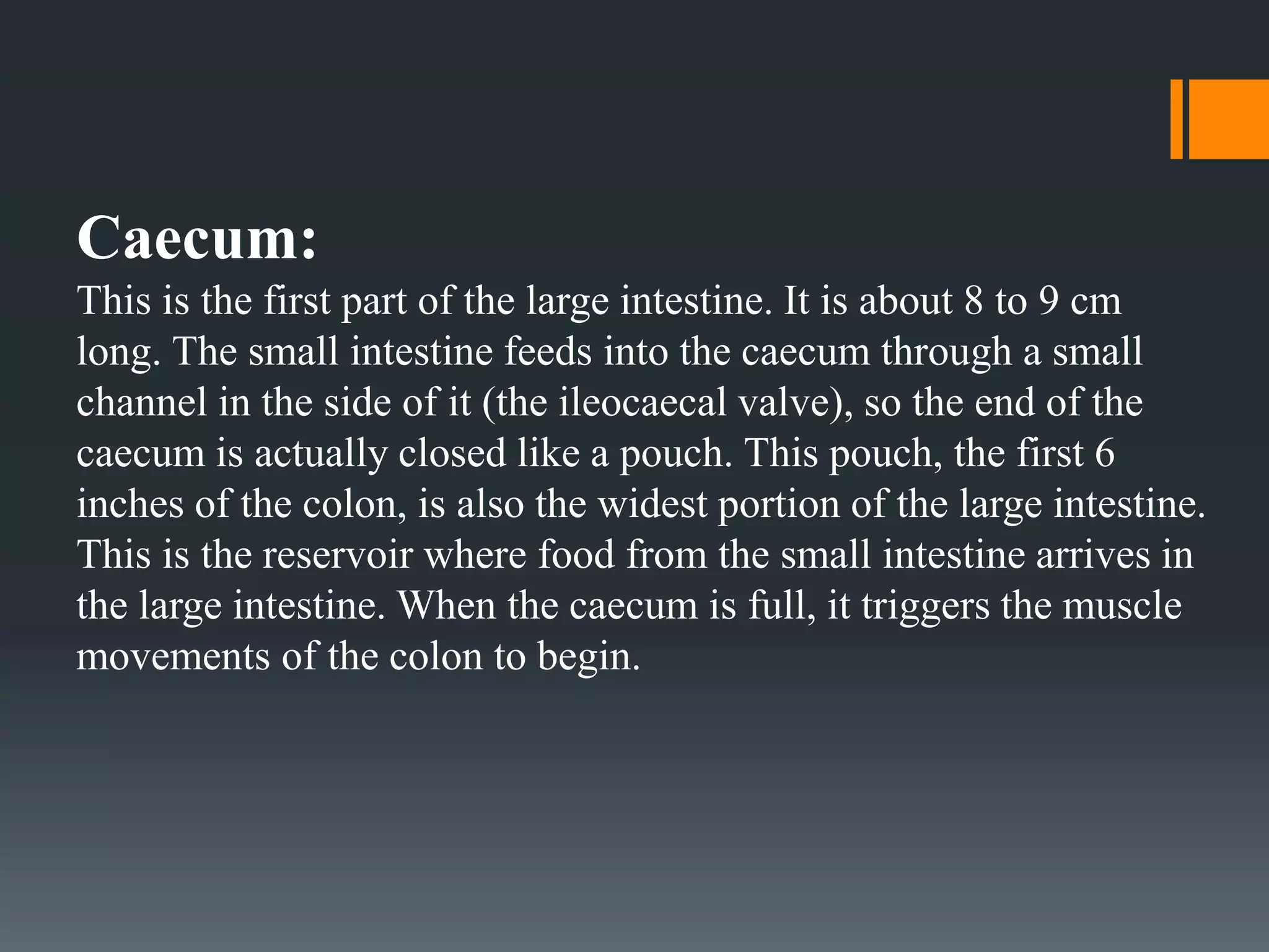 small and large intestine | PDF