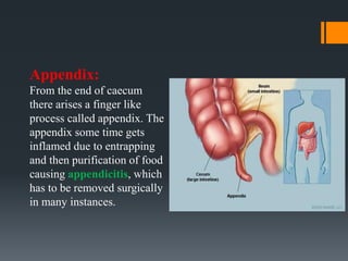 small and large intestine | PDF