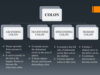 small and large intestine | PDF