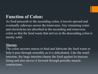 small and large intestine | PDF