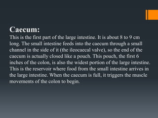 small and large intestine | PDF