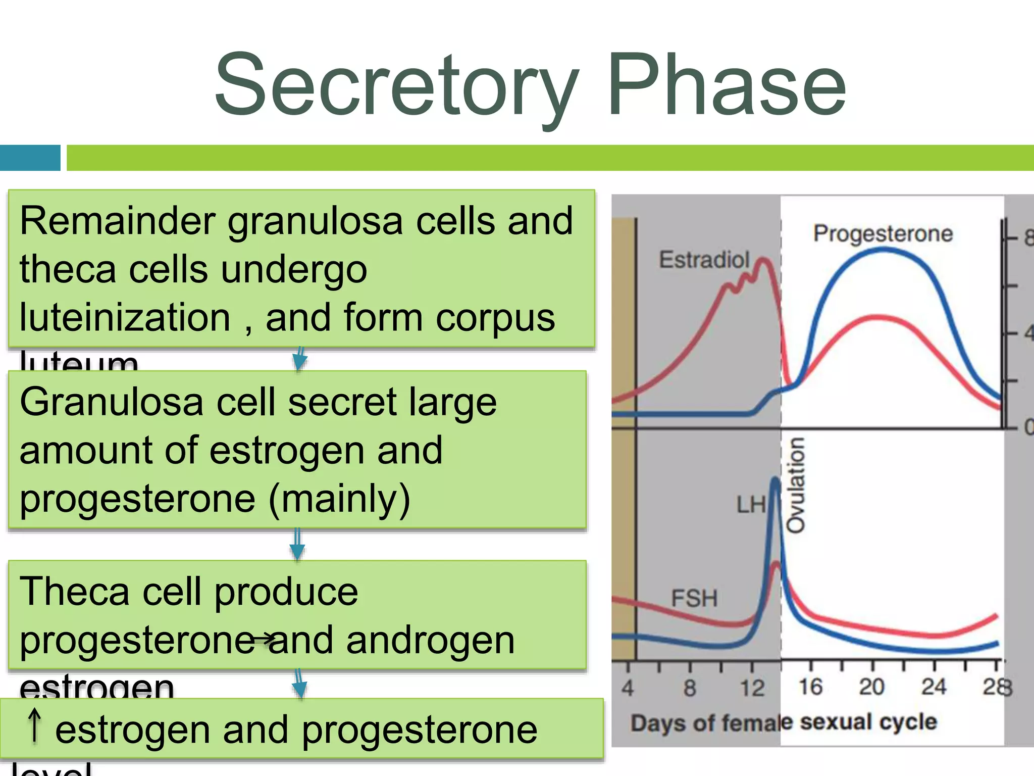 Menstrual Cycle | Hormonal Regulation | PPTX