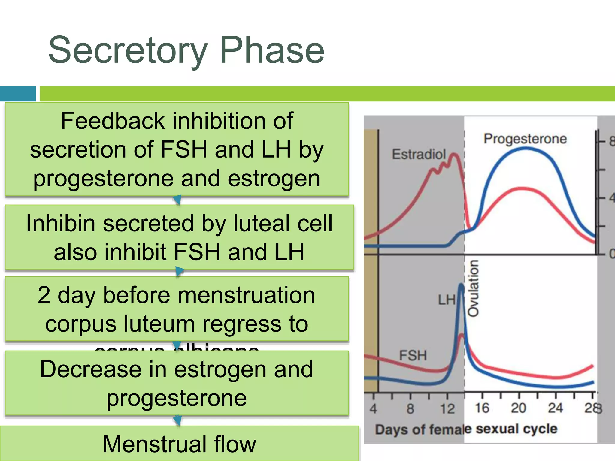 Menstrual Cycle | Hormonal Regulation | PPTX