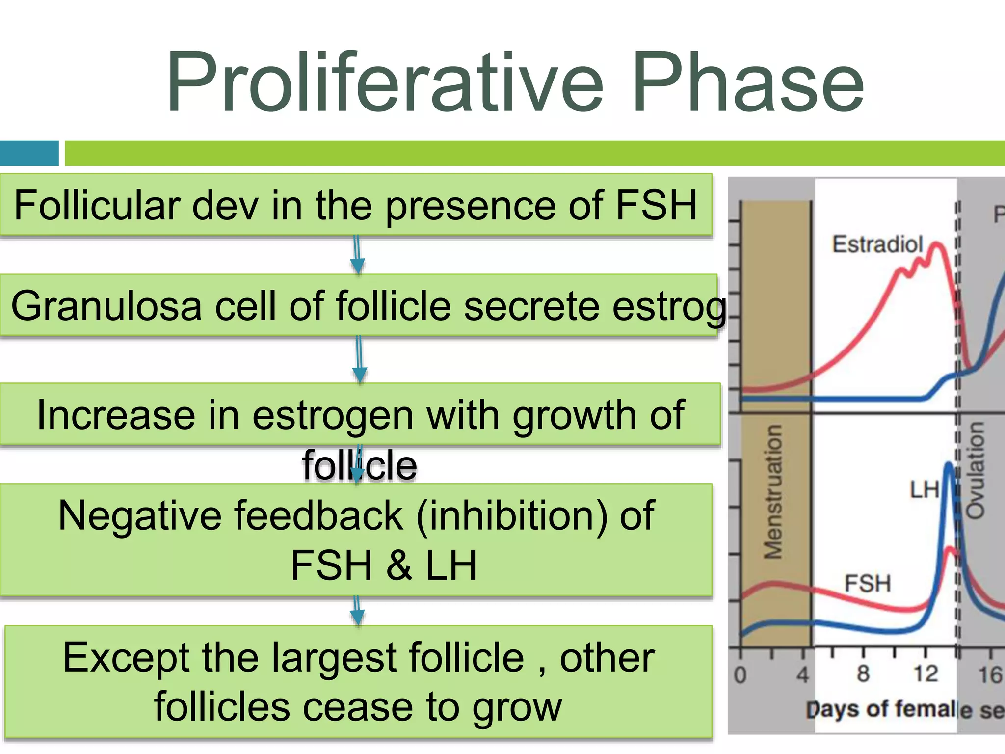 Menstrual Cycle | Hormonal Regulation | PPTX