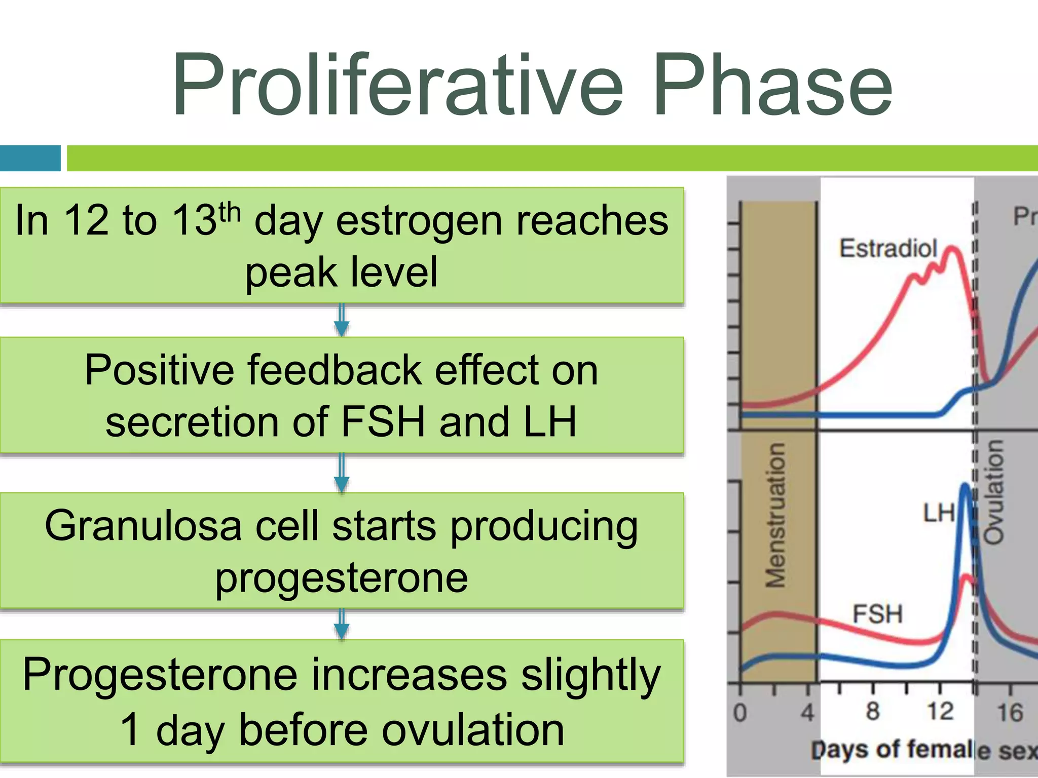 Menstrual Cycle | Hormonal Regulation | PPTX