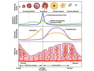Menstrual Cycle | Hormonal Regulation | PPTX