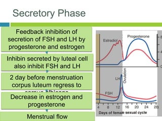 Menstrual Cycle | Hormonal Regulation | PPTX