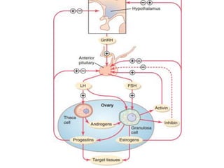 Menstrual Cycle | Hormonal Regulation | PPTX
